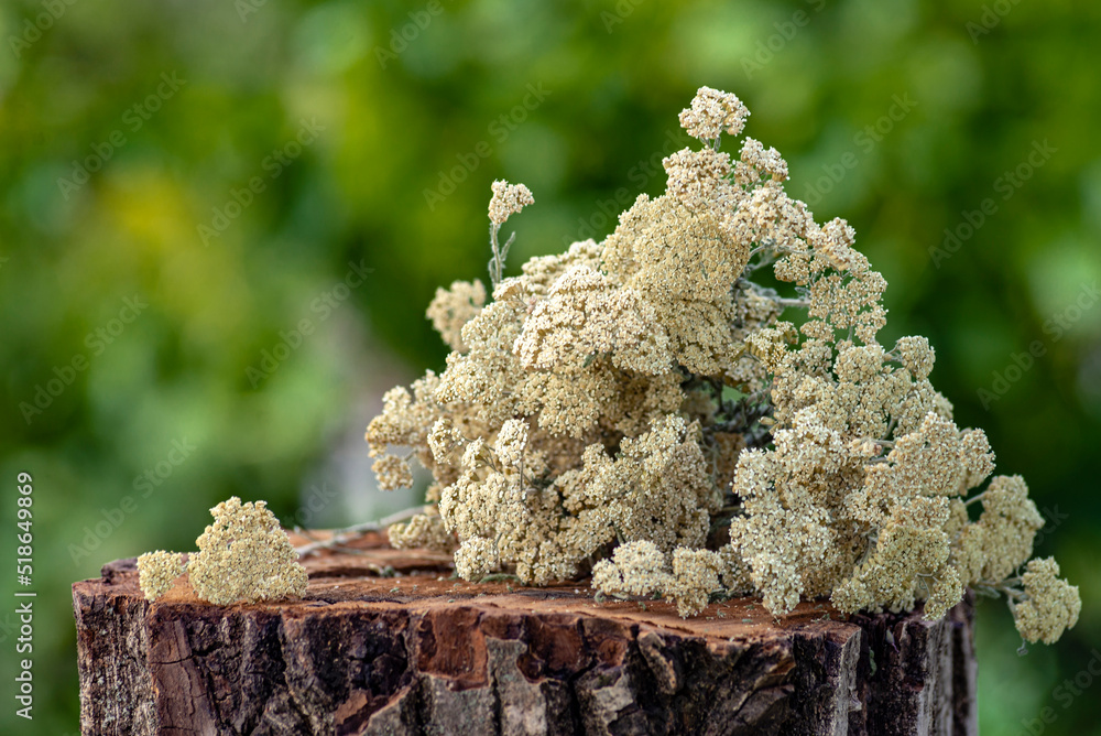 Common yarrow Achillea millefolium white dry flowers. milfoilold table ...