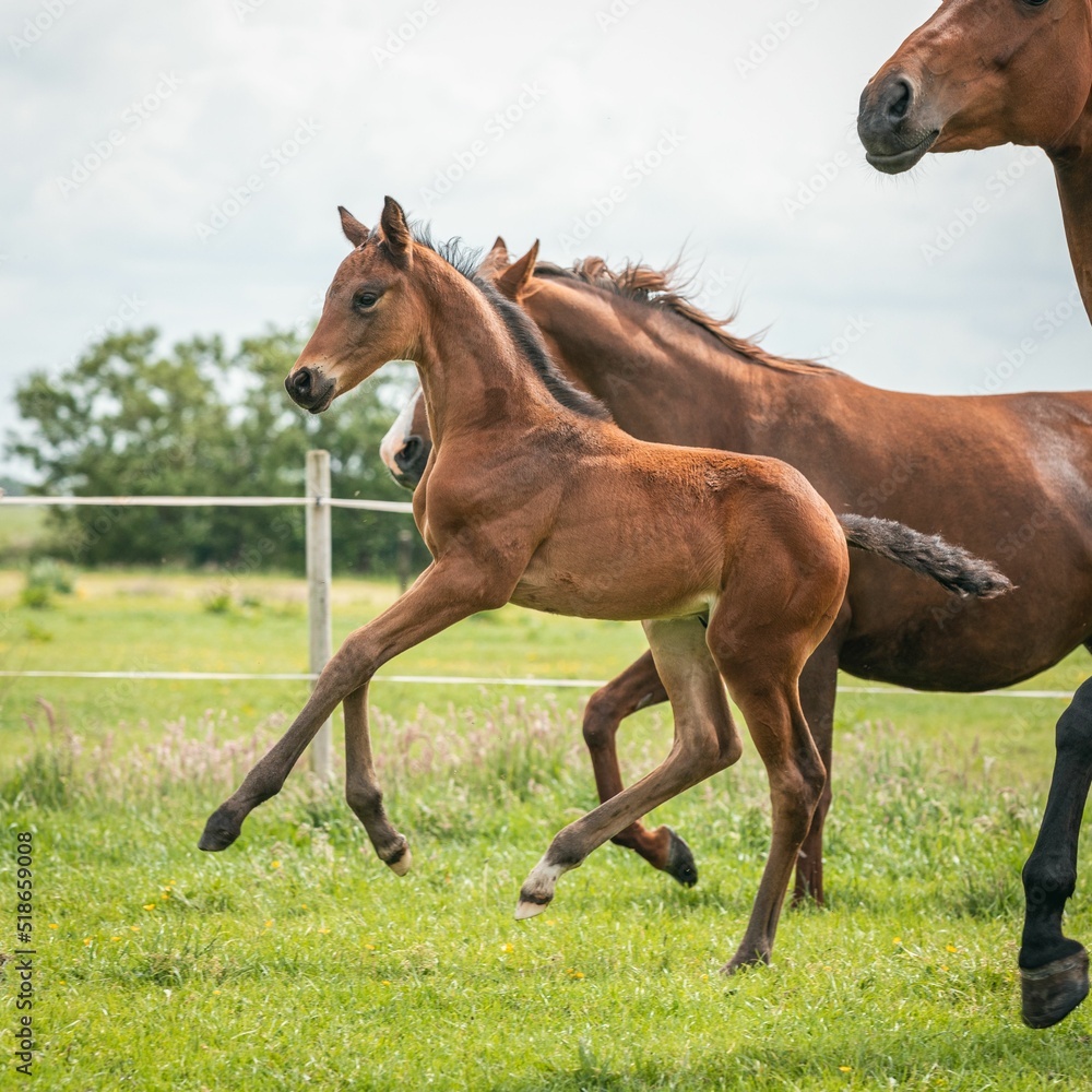 Cute Foals Running