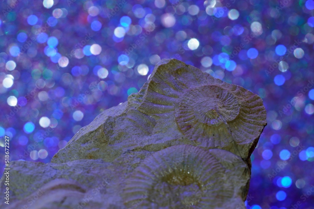 Ammonites (Ammonoidea) an extinct subgroup of cephalopods against a ...