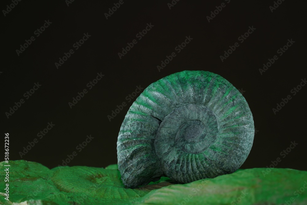 Ammonites (Ammonoidea) an extinct subgroup of cephalopods against a ...