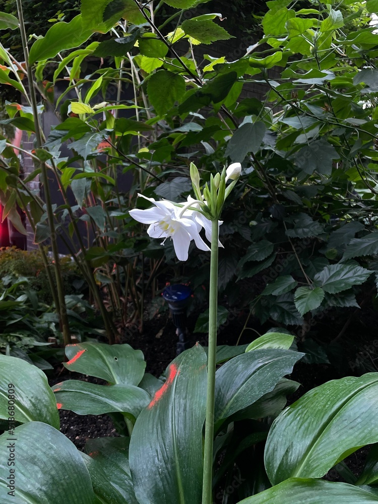 Vertical shot of Amazon lilies (Eucharis amazonica) growing in a ...