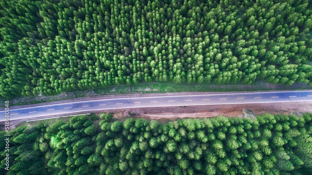 Bird's eye view of a road in a dense fir forest Stock Photo | Adobe Stock