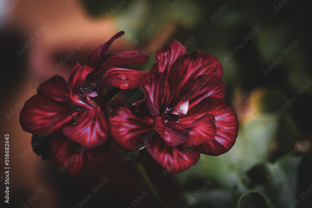 kwiat, charakter, czerwień, roślin, roz, kwiat, jardin, kwiat, flora ...