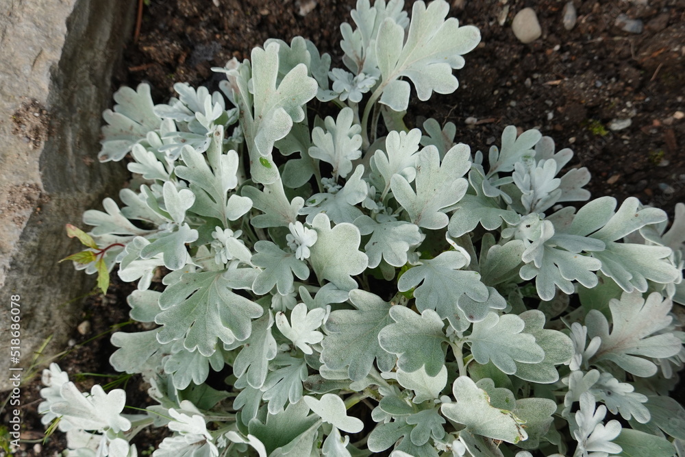 Artemisia stelleriana (also called Dusty Miller, Beach Wormwood and ...