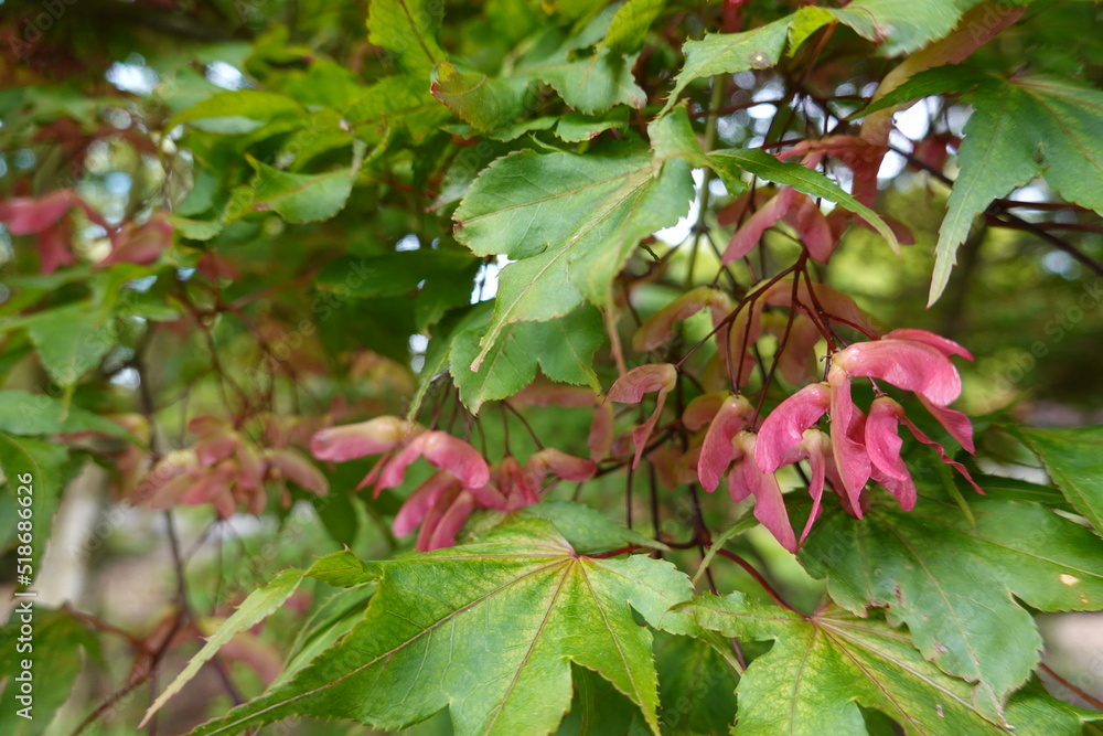 The Japanese Maples, Acer palmatum cultivars and hybrids are a large ...