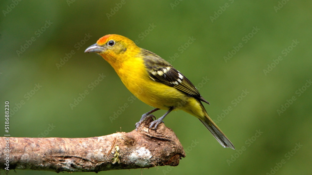 Foto de Female flame-colored tanager (Piranga bidentata) perched on a ...