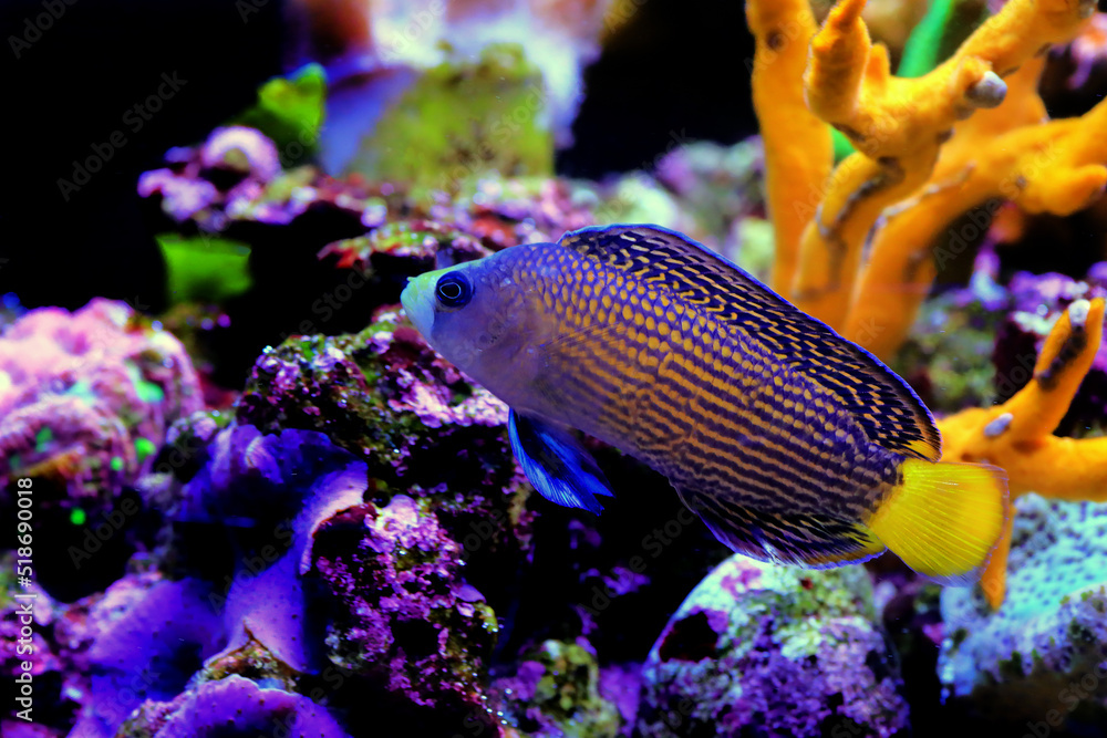 Splendid Dottyback