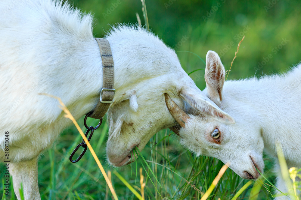Two young goat with battling it out with their head. Goats fighting ...