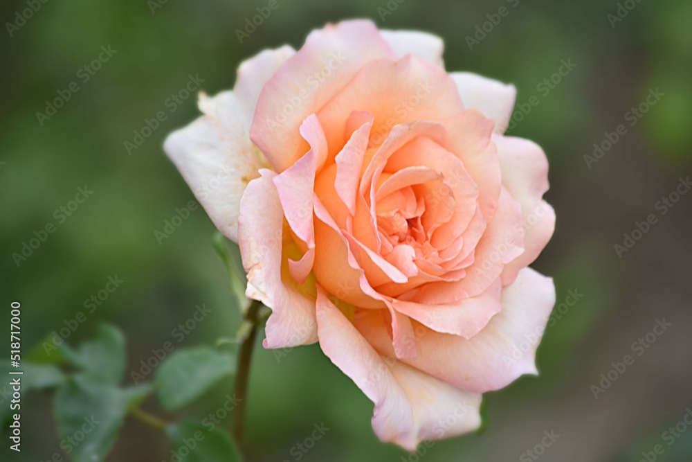 gardening. french tea-hybrid climbing rose variety Mishka apricot color ...