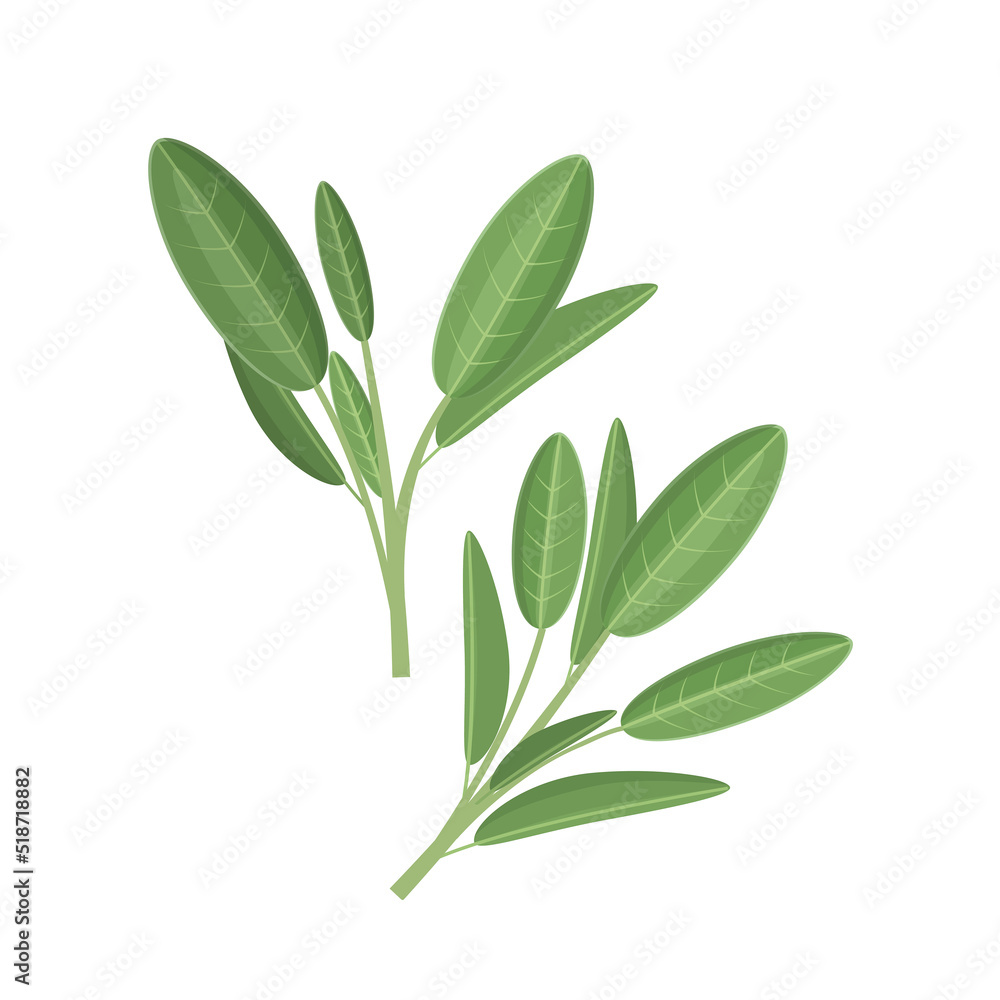 Sage branch with leaves, medicinal plant, vector Illustration on white ...
