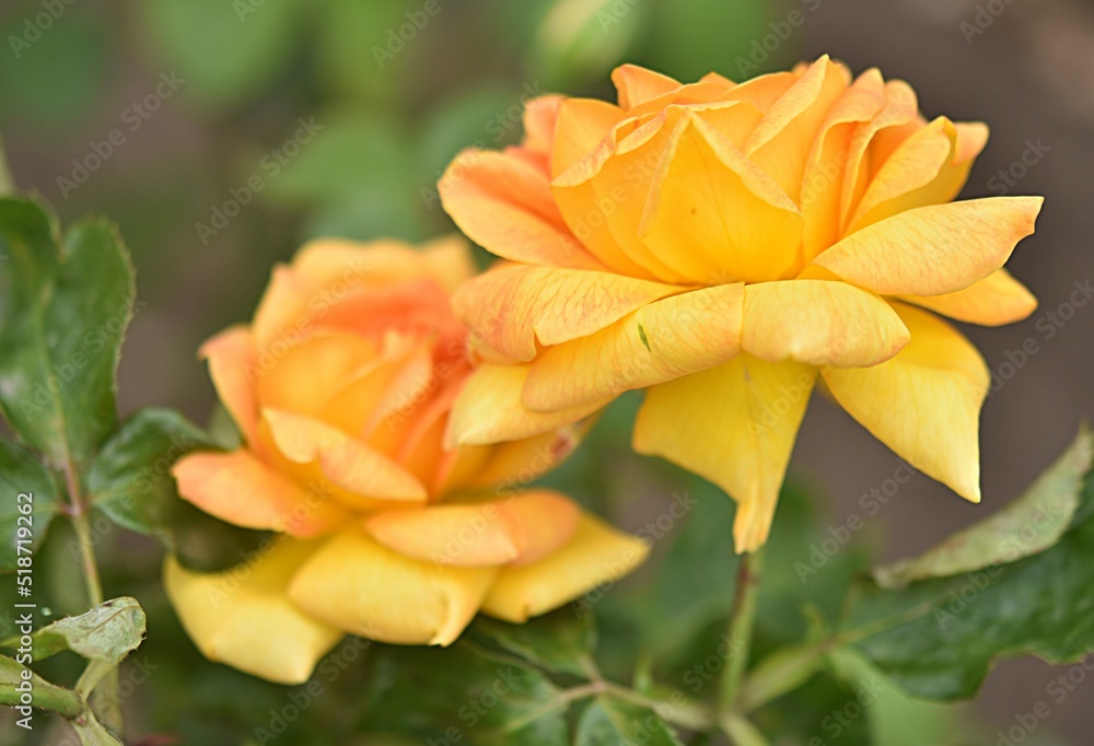 gardening. english hybrid tea rose variety Crown Princess Margaret on a ...