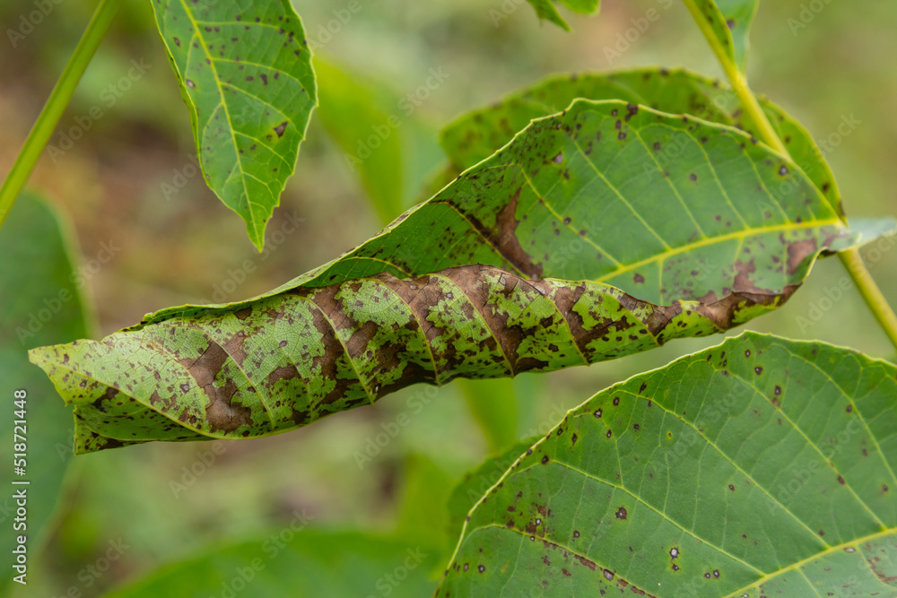 Walnut anthracnose or walnut black spot - Gnomonia, Ophiognomonia ...