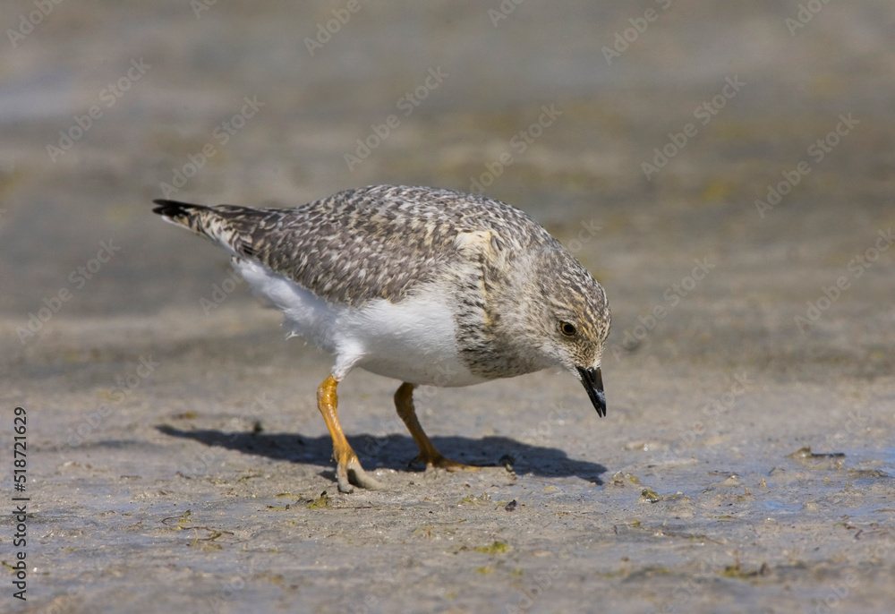 Juvenile Magellanic Plover, Pluvianellus socialis Stock Photo | Adobe Stock