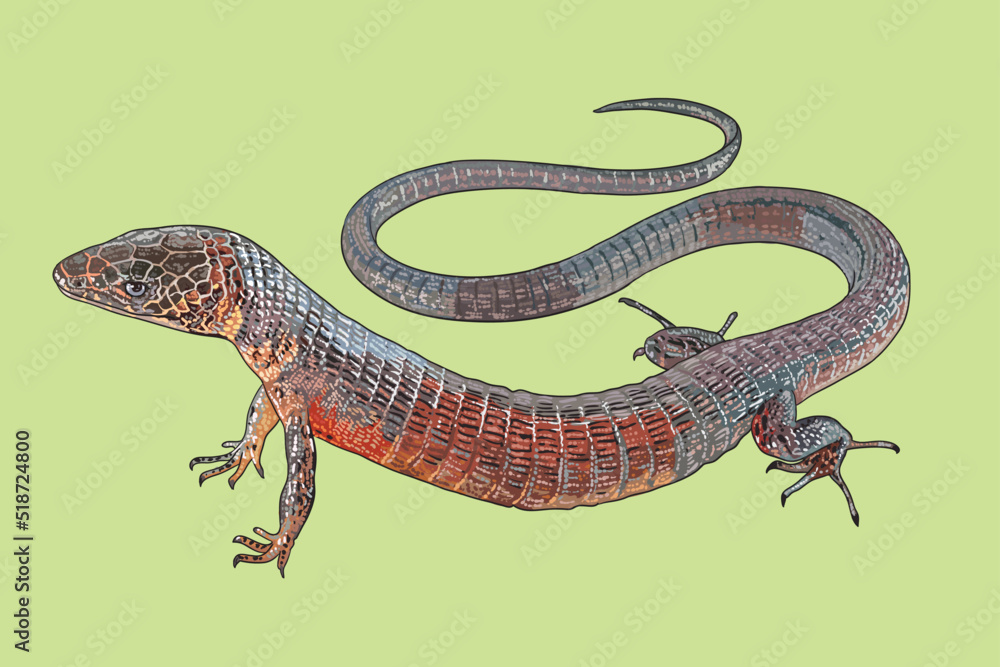 Whiptail Lizard Drawing