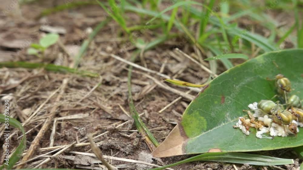 slow motion Ant family with green leaf nests as home for red ants and ...