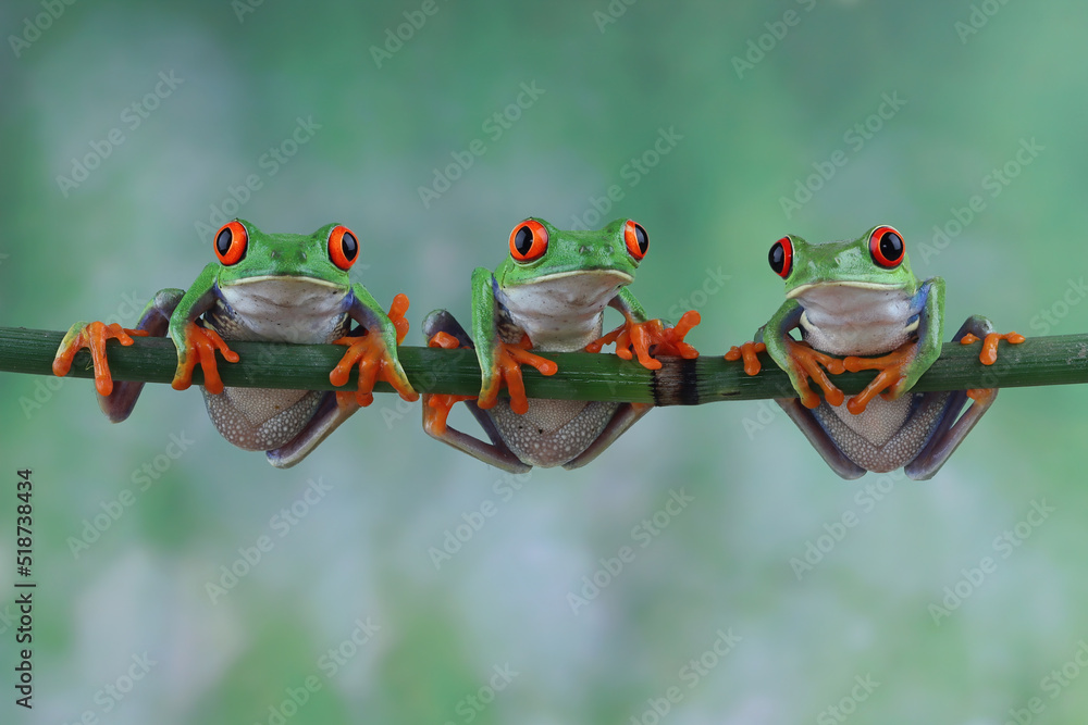 Red-eyed tree frog sitting on branch, Red-eyed tree frog (Agalychnis ...