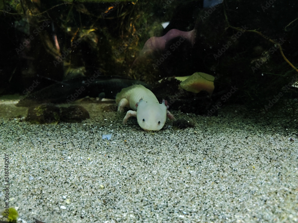 Ambystoma mexicanum (axolotl) portrait underwater. Adorable axolotl is ...