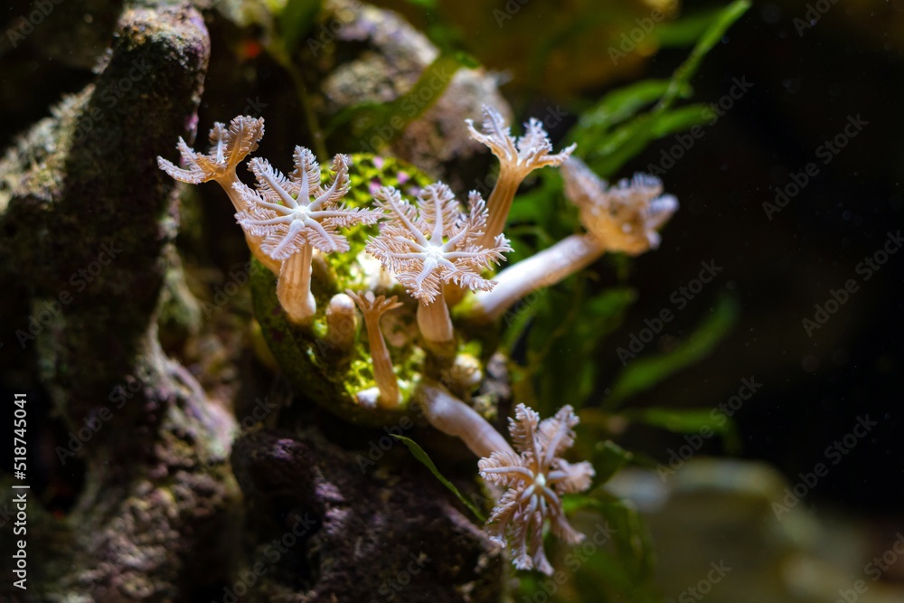Beginner Soft Coral