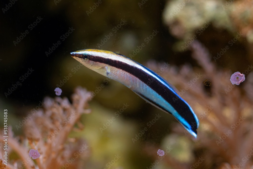 popular species bluestreak cleaner wrasse in coral reef blur background ...