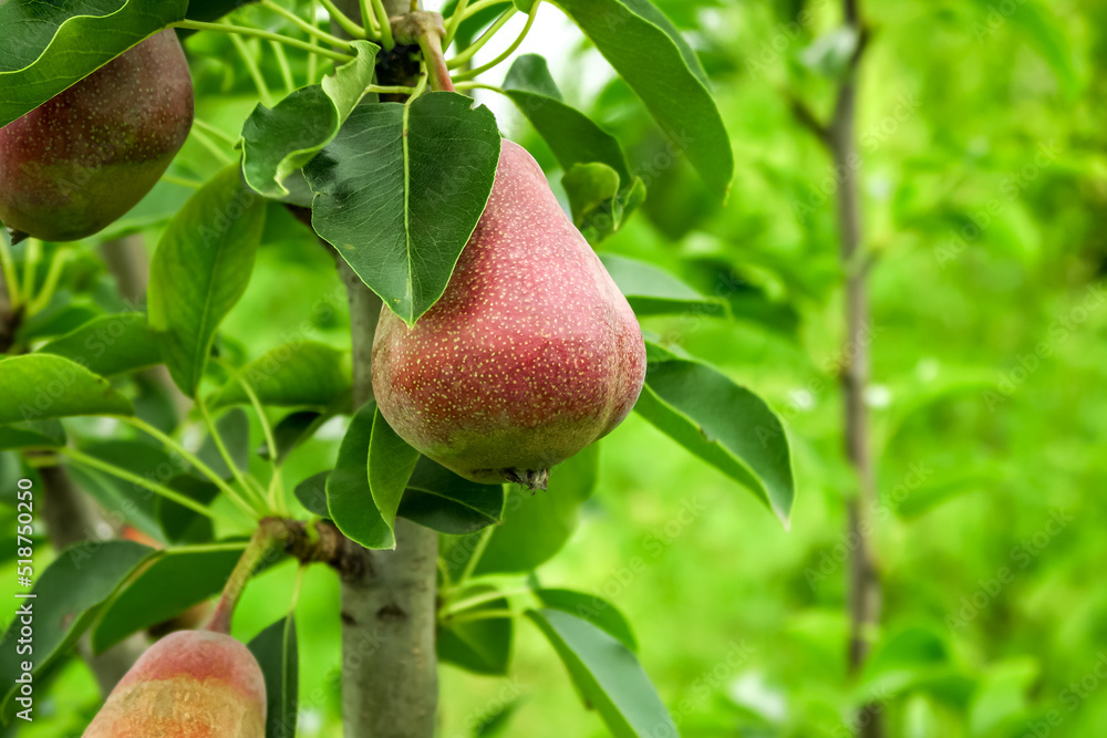 red young pears grow and ripen on a pear tree in an orchard. gardening ...