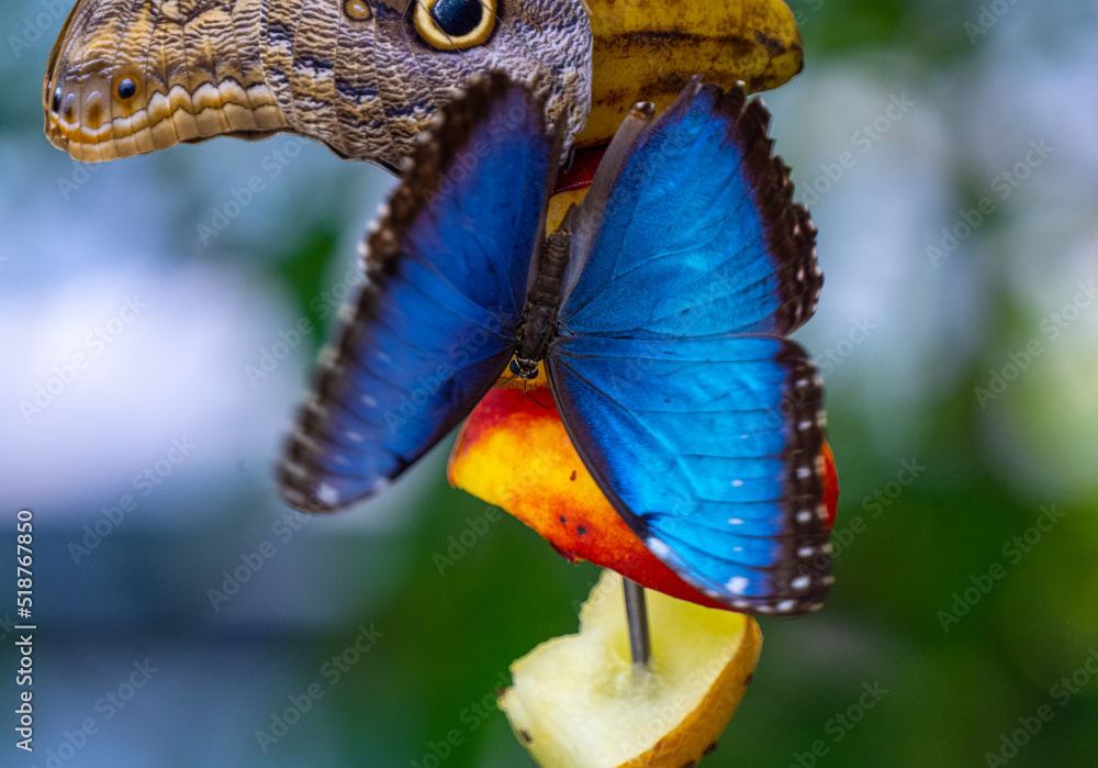 Morpho peleides, aka Peleides blue morpho or common morpho is a ...