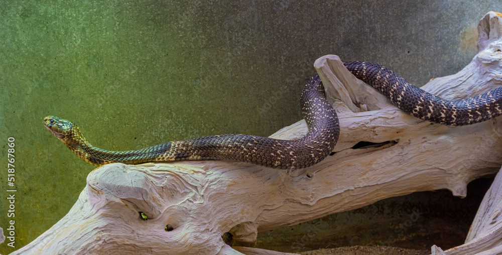 Indian or spectacled cobra (Naja naja) Naja is a genus of venomous ...