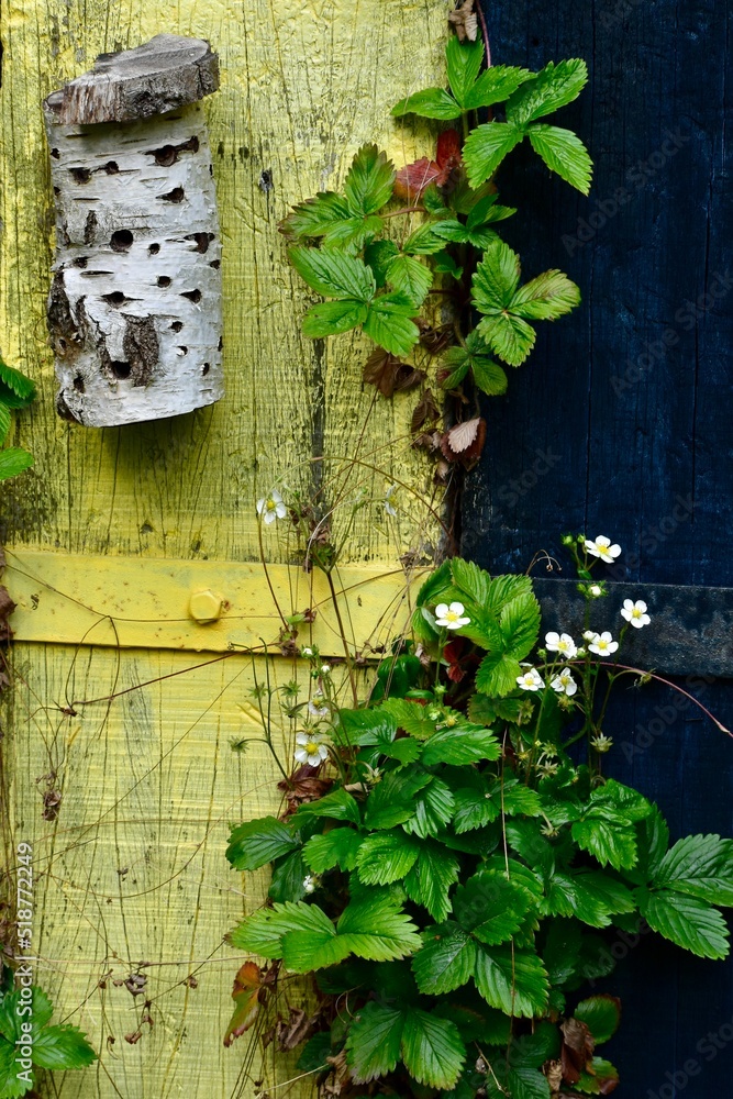 Bug hotel on a bicolour wooden fence with a strawberry plant, Ryton ...