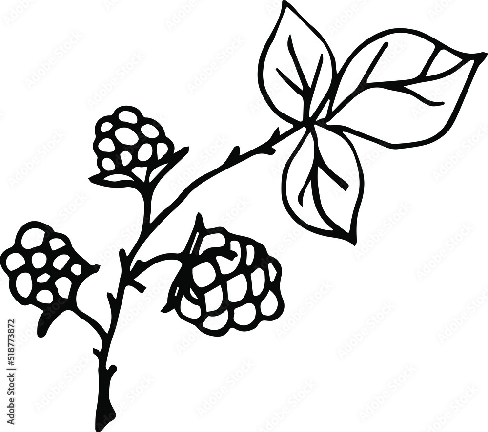 Blackberry illustration. Hand-drawn doodles illustration. Line art ...