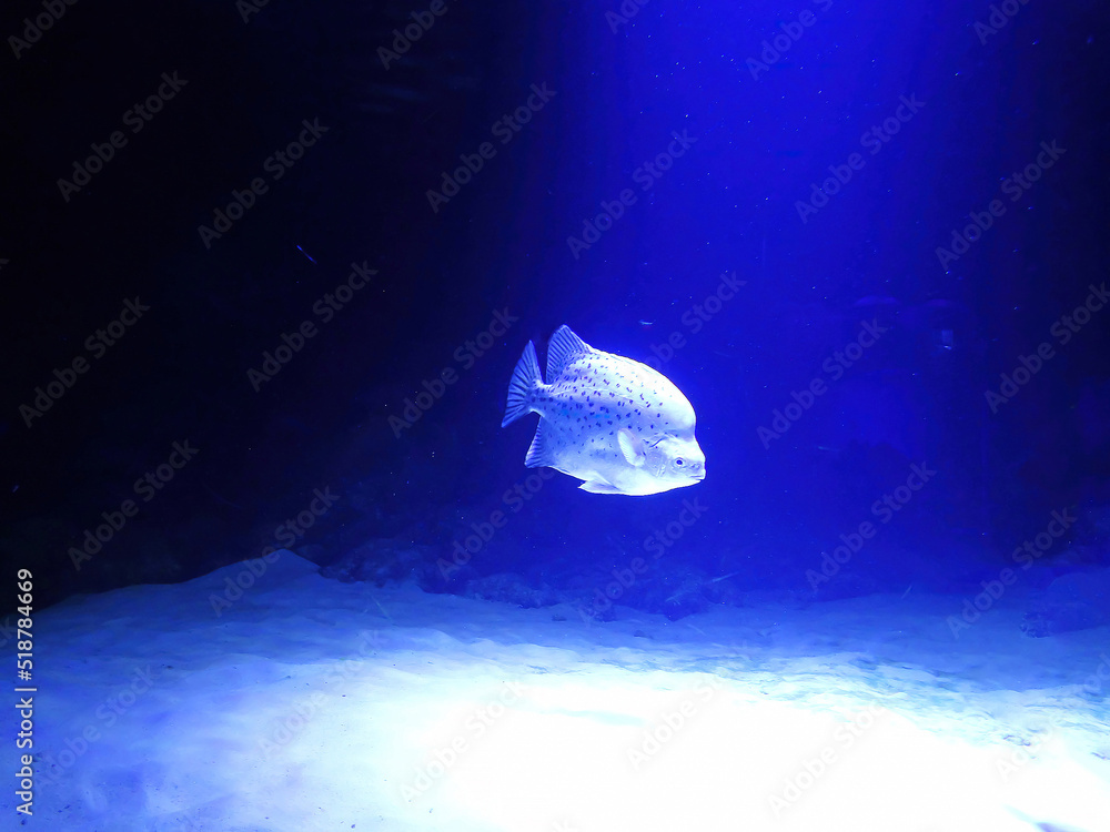 Spotted Scat Scatophagus argus. white spotted fish in a dark aquarium ...