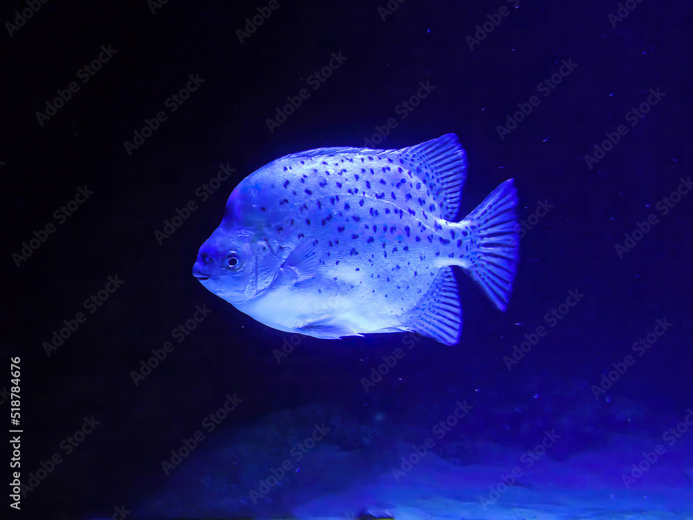 Spotted Scat Scatophagus argus. white spotted fish in a dark aquarium ...