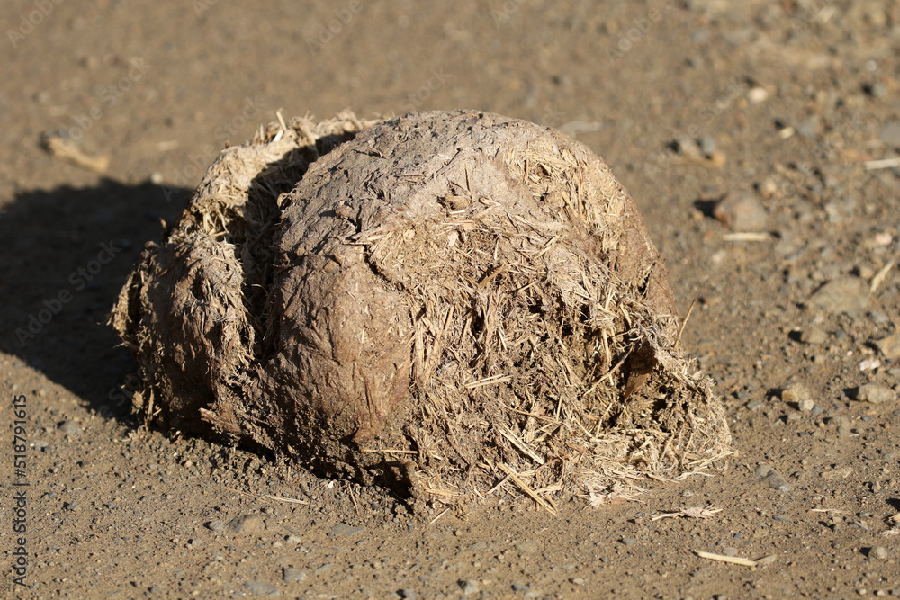 Old and dry elephant feces showing the very high content of undiogested ...