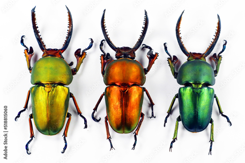 Rainbow beetles isolated on white. Different color forms stag beetles ...