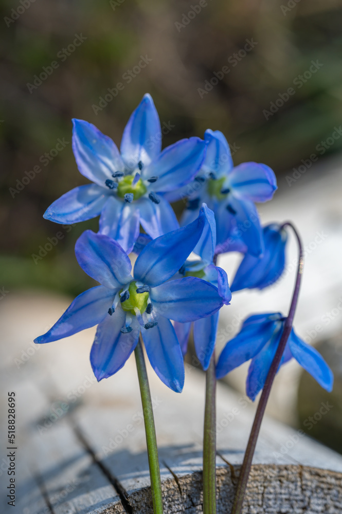 Siberian Squill, Scilla siberica “The Survivor”. With its small, bell ...