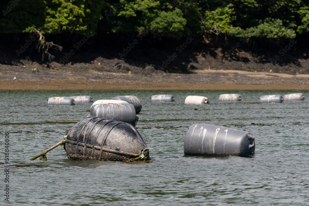 River Fal, Cornwall, England, UK. 2022, Mussel farming on the River Fal ...