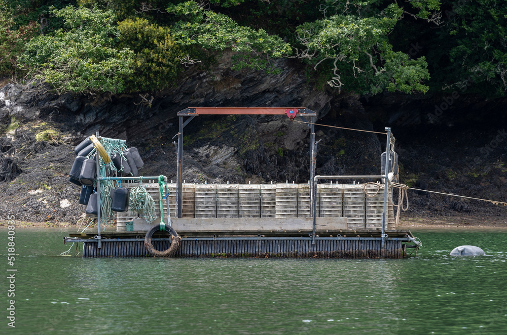 River Fal, Cornwall, England, UK. 2022, Mussel farming on the River Fal ...
