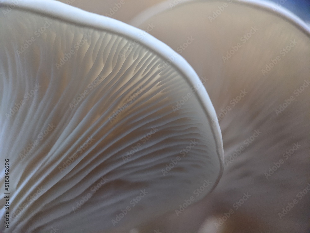 Mushroom closeup Stock Photo | Adobe Stock