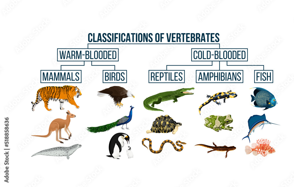 Classification of vertebrates animals. Mammals, birds, reptiles ... Classification of vertebrates animals. Mammals, birds, reptiles ...