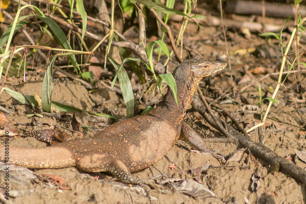 Water Monitor Lizard Borneo Resort Kinabatangan Wildlife Sanctuary ...