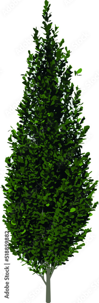 Front view of Plant ( Carpinus betulus Pyramidalis Hornbeam Fastigiata ...