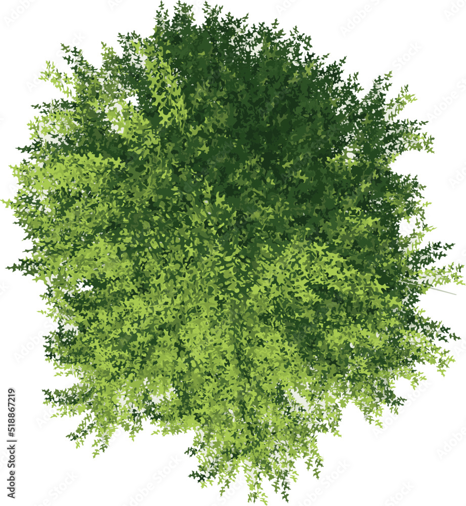 Top view of Plant (Quercus palustris Pine Oak 1) Tree illustration ...