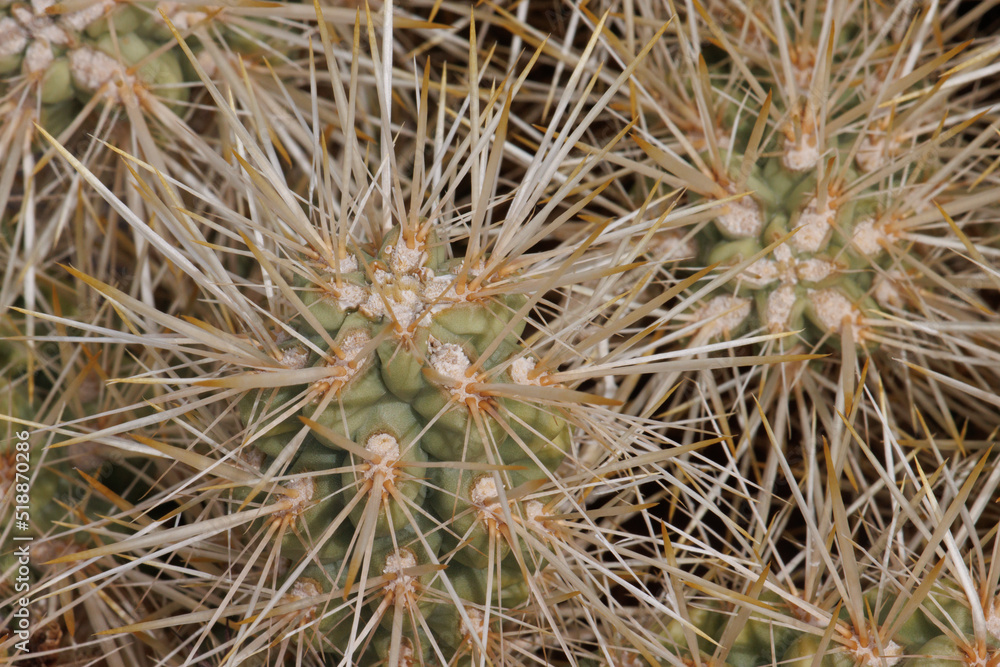 Yellow sheathed overlapping spines protrude from moderately obscured ...