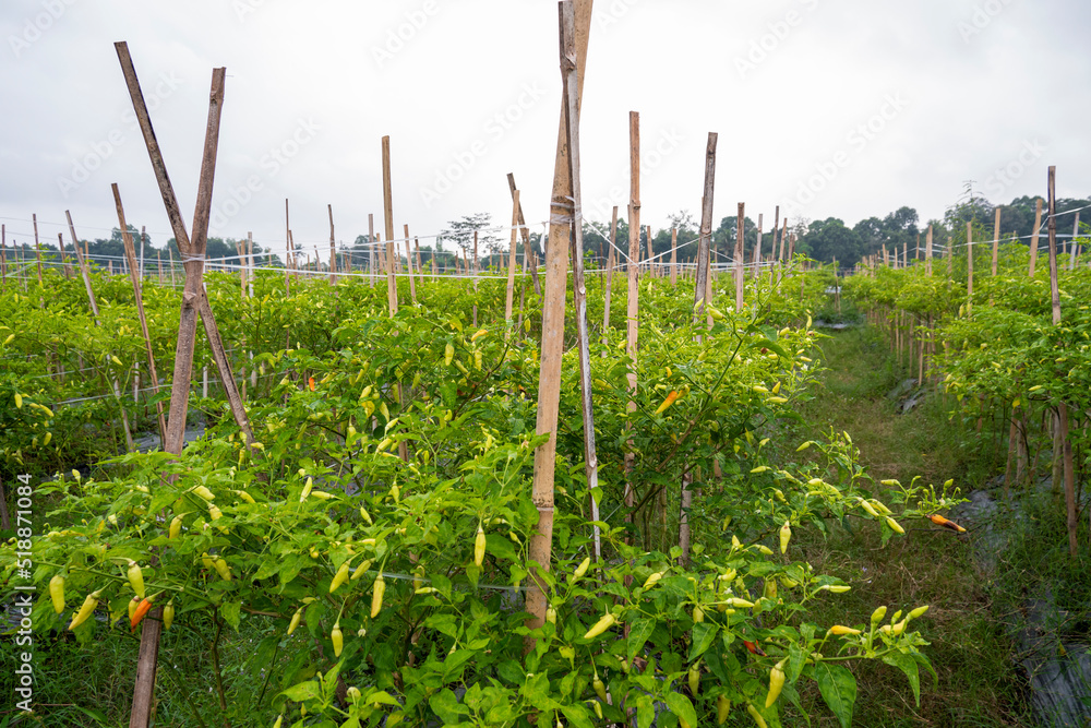 Foto de Traditional chili farming in Banyuwangi Regency, Indonesia do ...