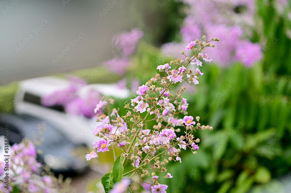 Queen's Flower, Queen's crape myrtle, Pride of India, Jarul, Pyinma or ...