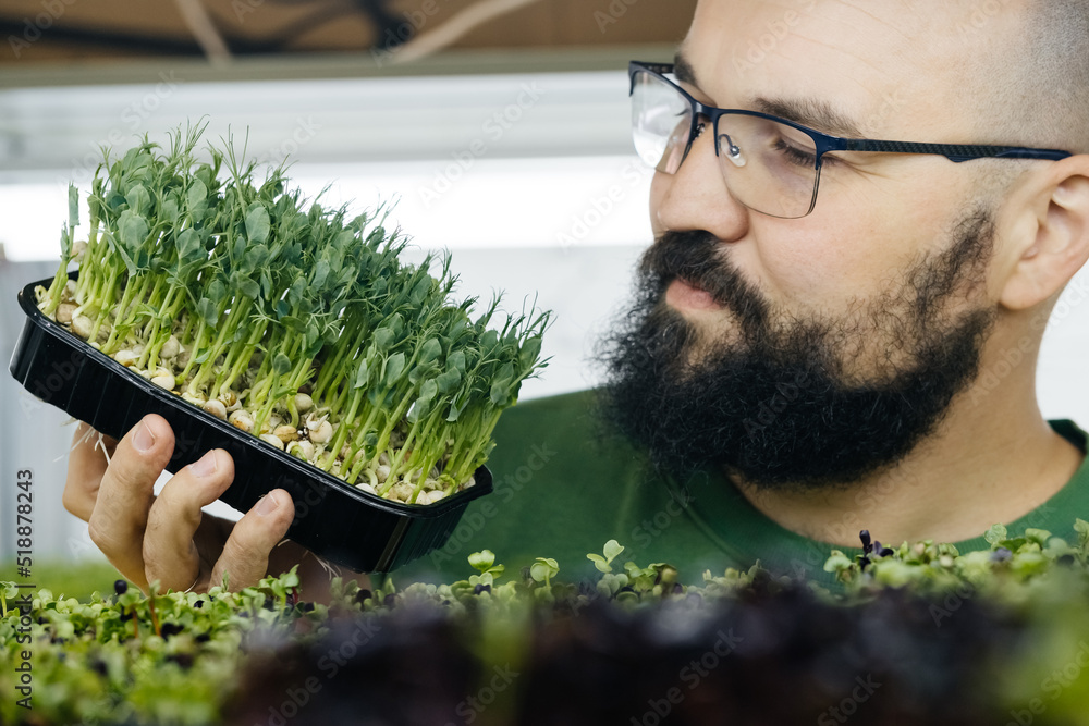 Young male farmer growing microgreens on his indoor vertical garden ...