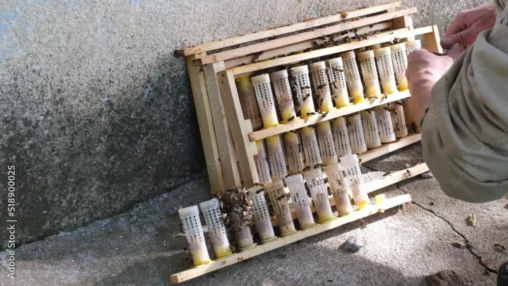 The process of breeding queen bees. Stages of beekeeping. Beekeeping ...
