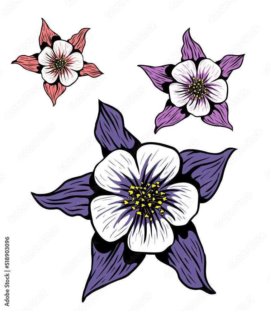 Columbine flowers vector image. Isolated on white background. Stock ...