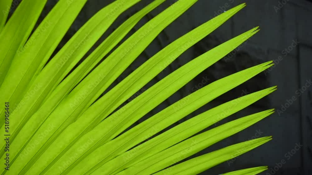 Asian palmyra palm tree green leaf texture. The sun shines brightly on ...
