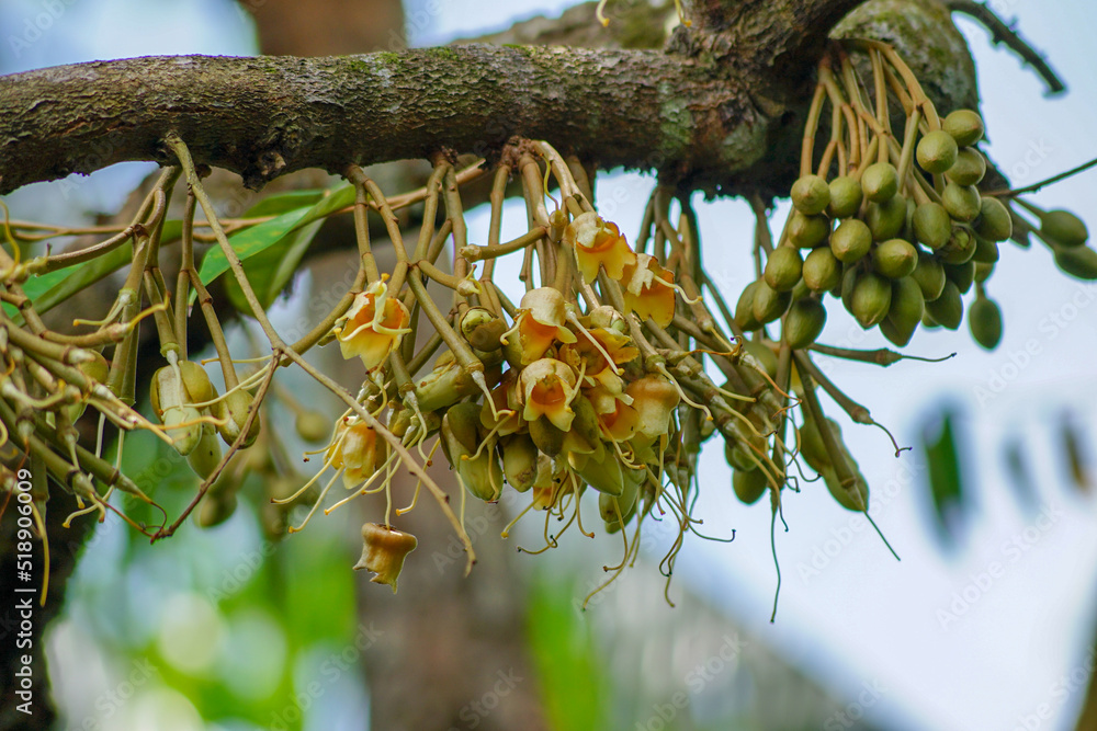 Close up durian flowers blooming from the branched of durian tree and ...