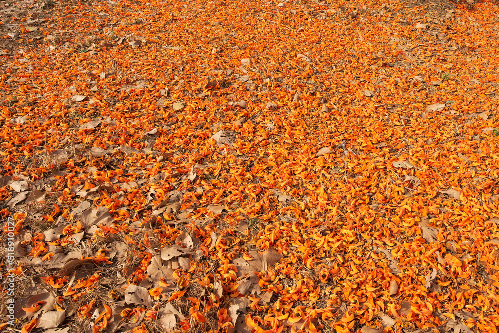 Butea monosperma is a species of Butea native to tropical and sub ...