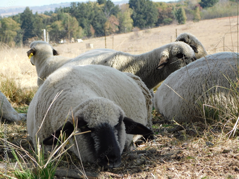 Closeup, front view photo of a Hampshire Down Ewe sheep lying down ...